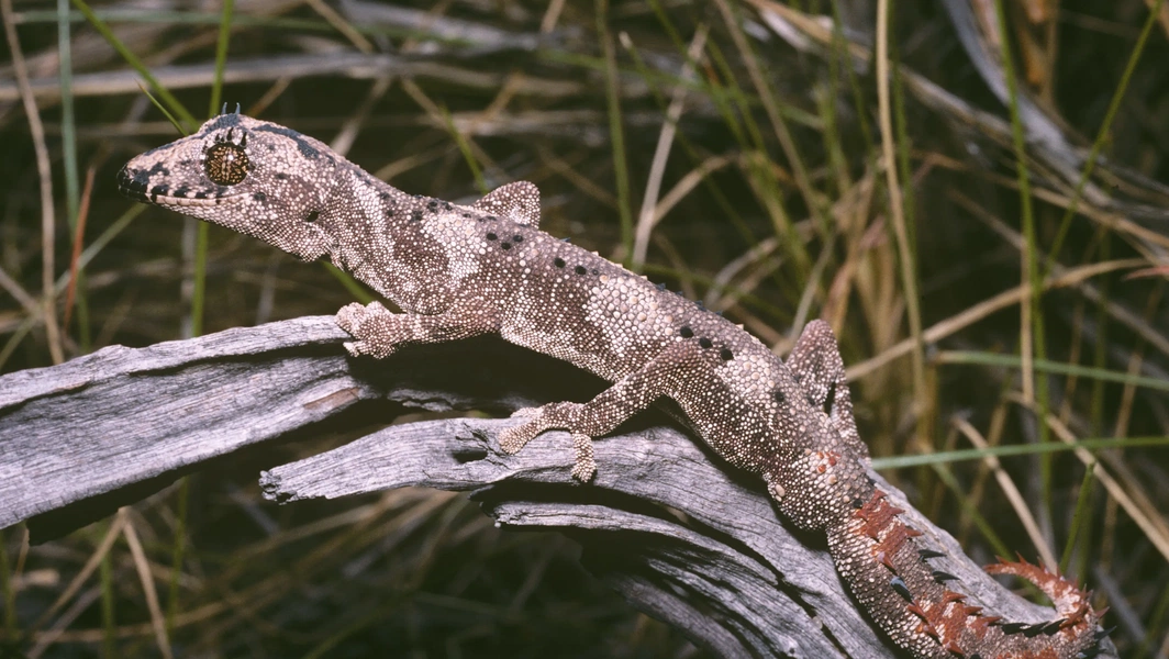 10 unusual animals with extraordinary adaptations