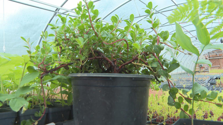 Wisconsin plant store supplies native species to Obama Presidential Center