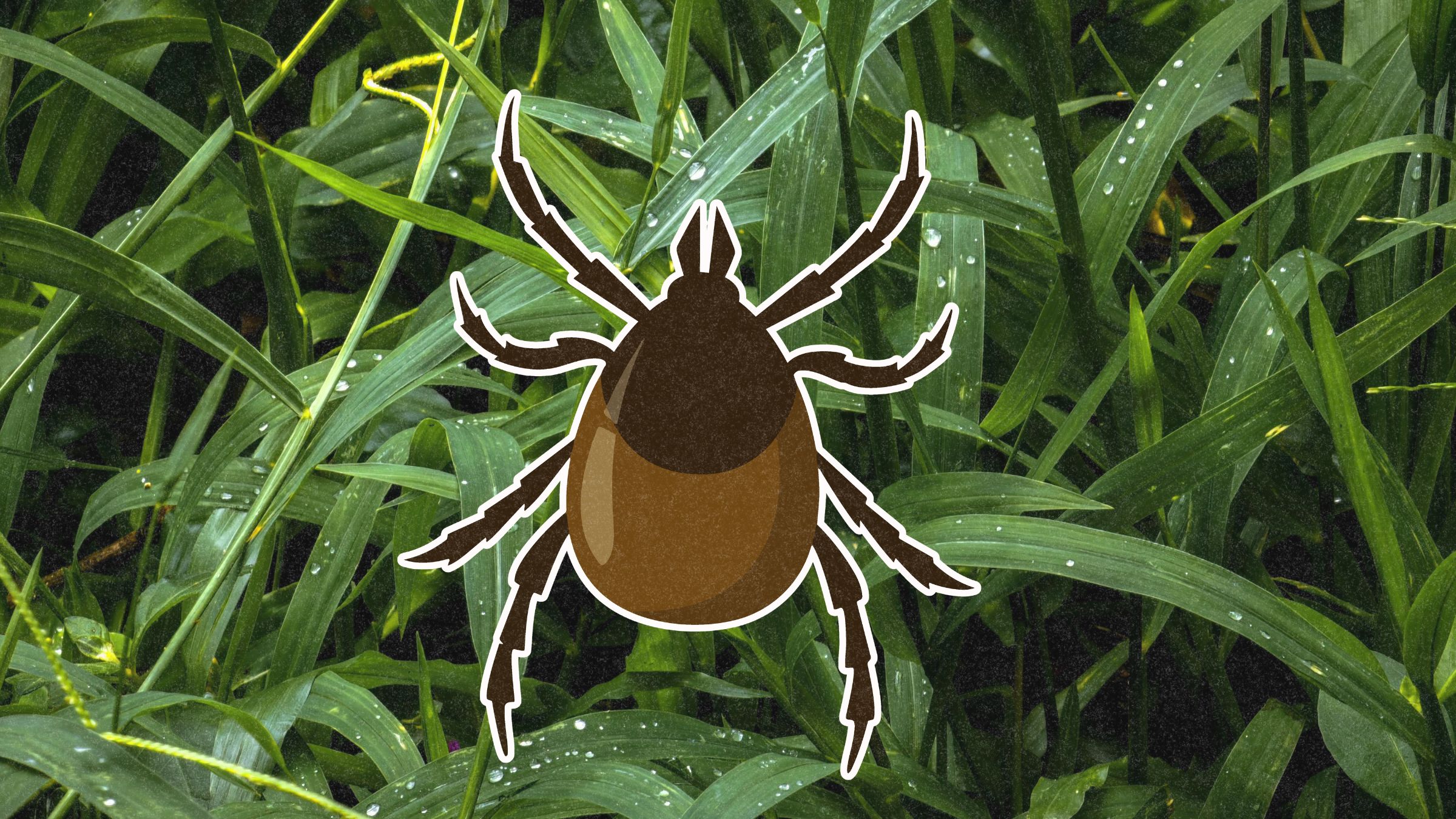 So you found a tick on you. Don't wait for a doctor—here's exactly what ...