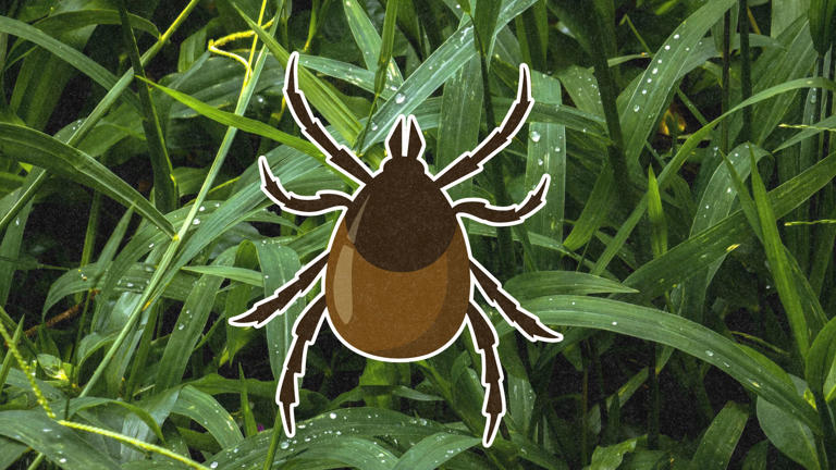 So you found a tick on you. Don't wait for a doctor—here's exactly what ...