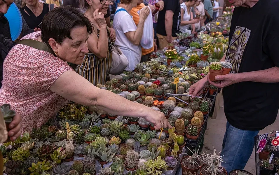 Cactus care secrets every plant lover needs