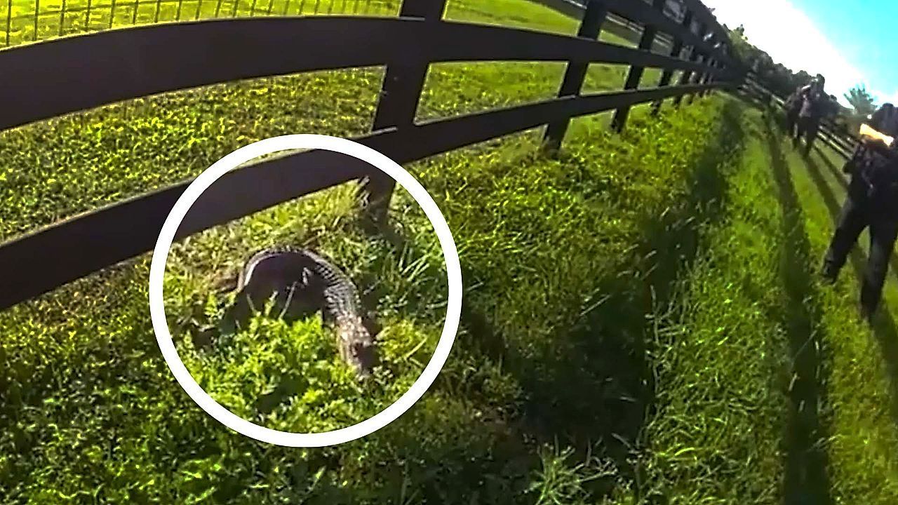 Reptil hautnah: Polizisten fangen Baby-Alligator ein