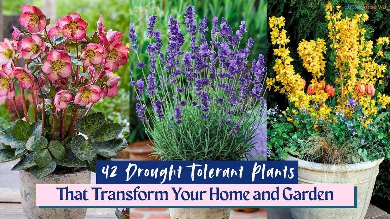 Drought tolerant plants that transform your garden space