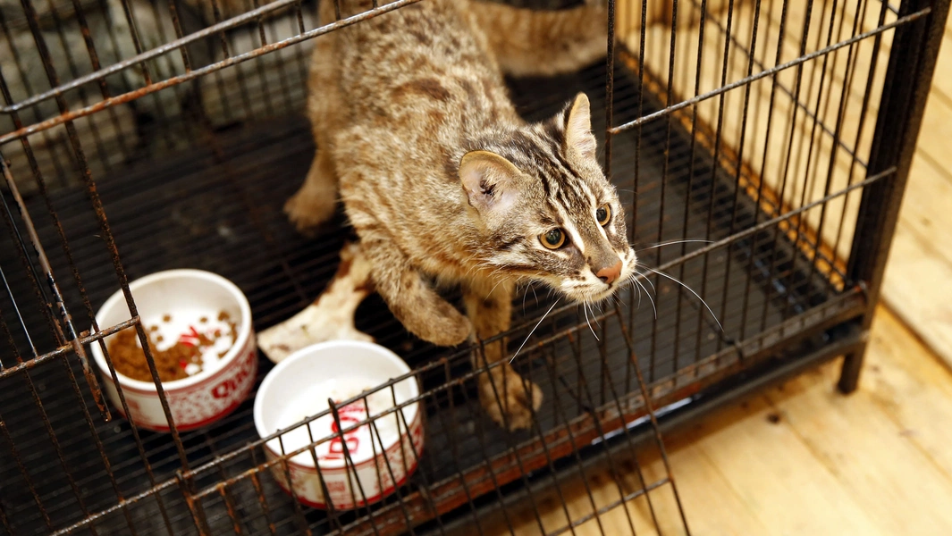 How cats became our lifelong companions