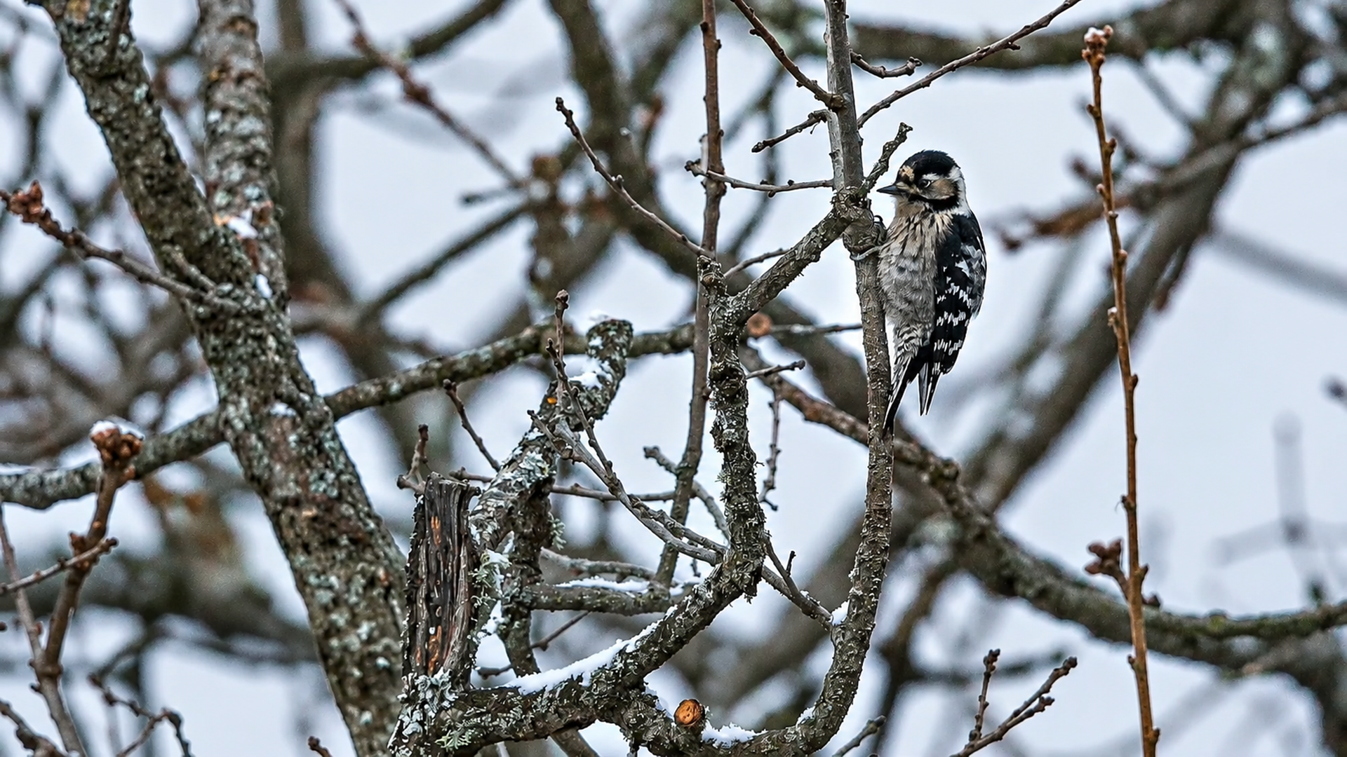 Can you spot any birds in this snowy winter wonderland?