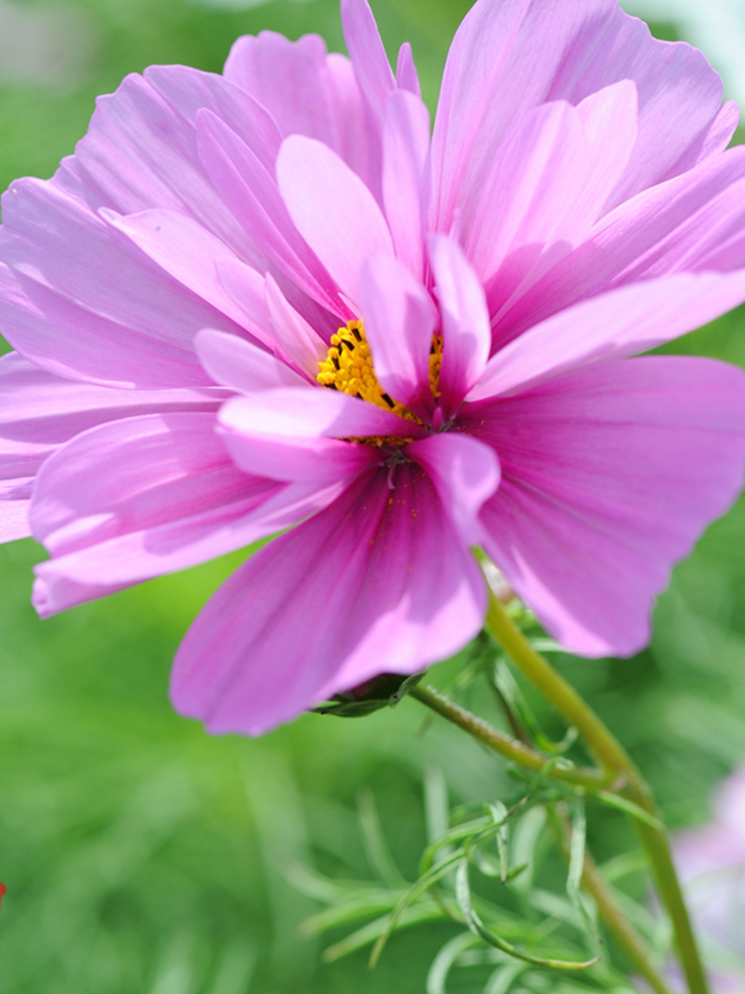 7 easy-to-grow flowering plants under £10 that will bloom all summer long