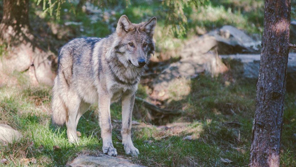 Why wolves tower over other members of the canine family