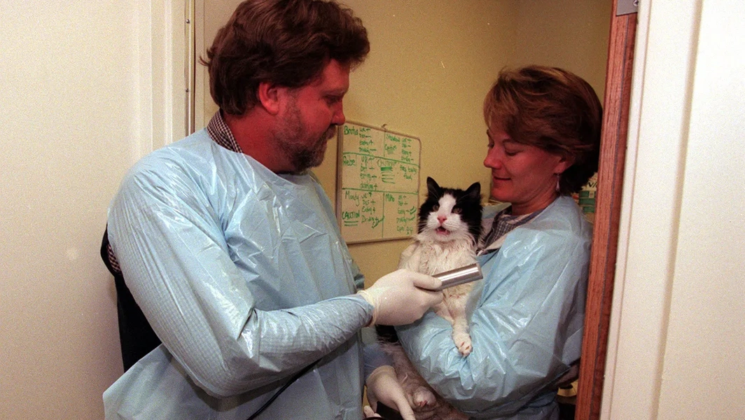 Causes and solutions for cat weight loss