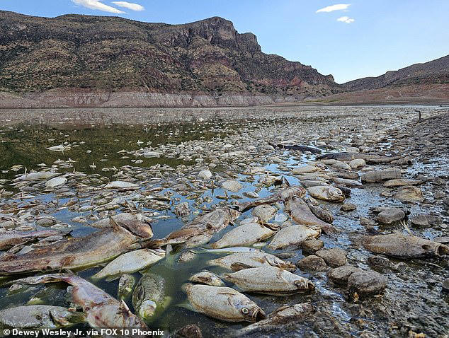 Popular Arizona lake forced to close after every fish living in its ...