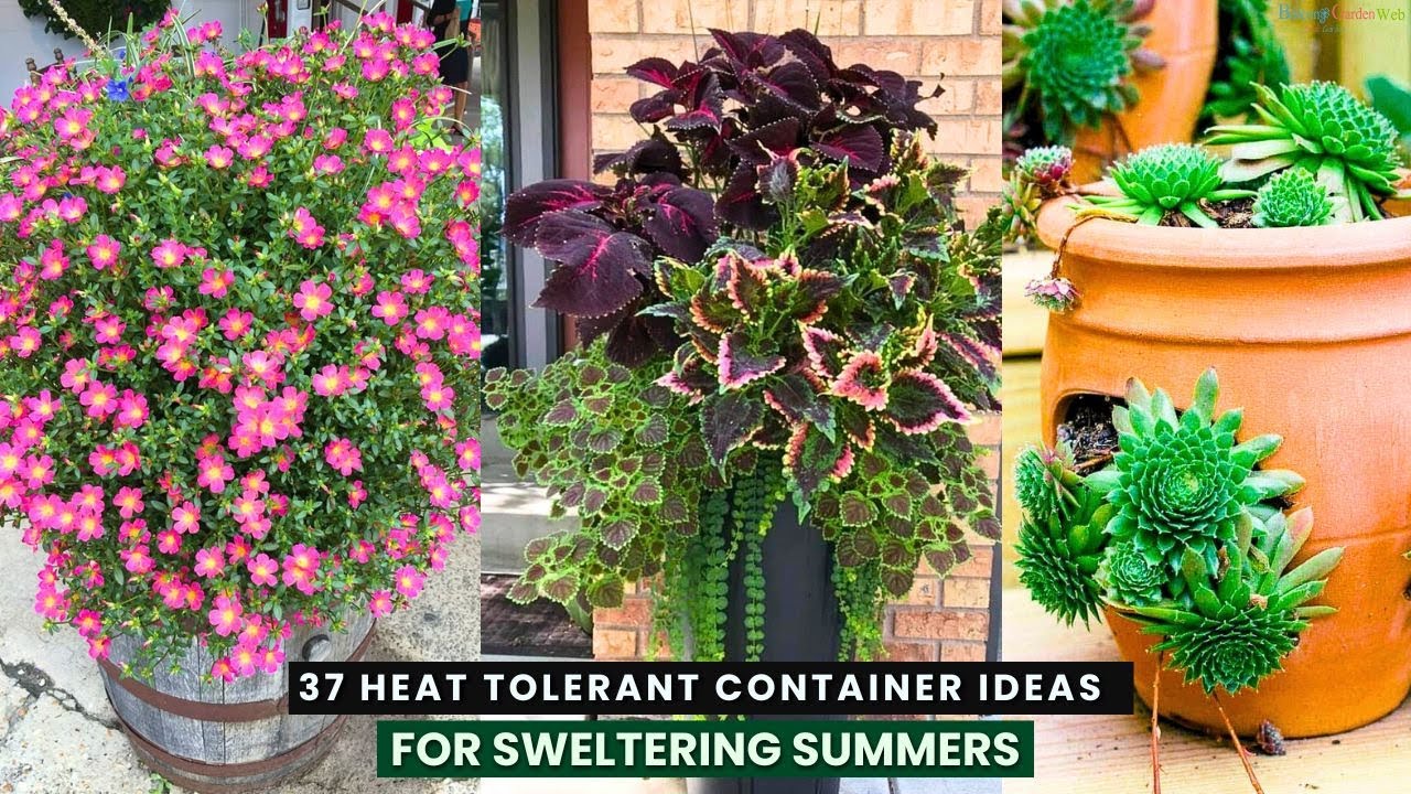 Heat tolerant container plants for sweltering summer days