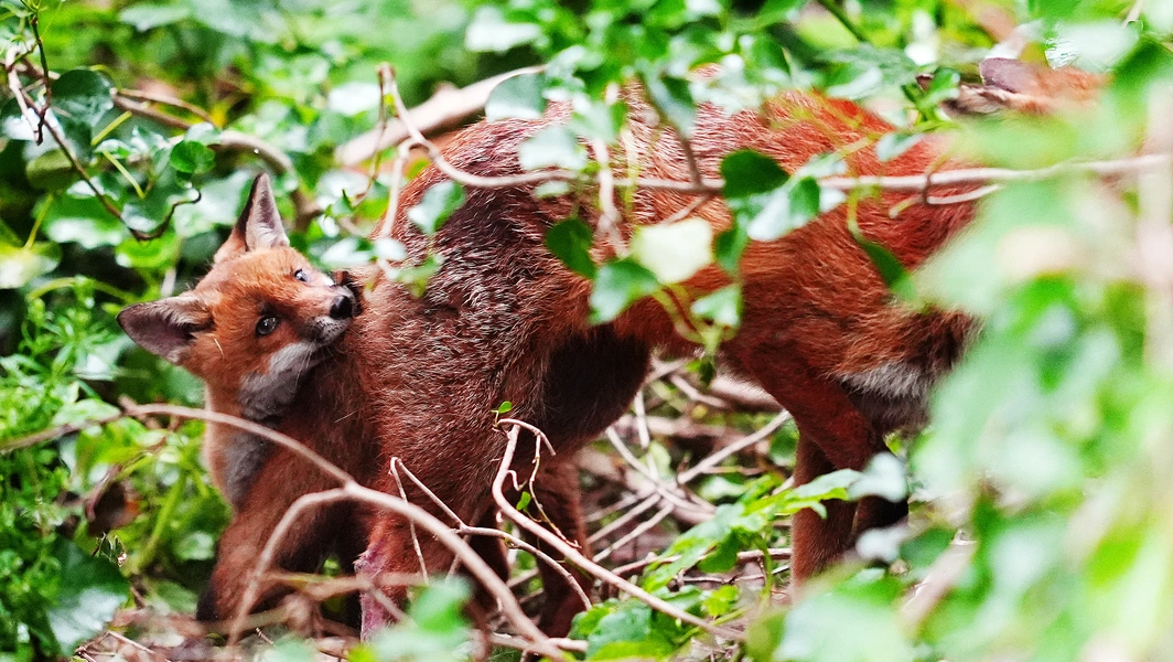 How to safely respond to a baby fox sighting