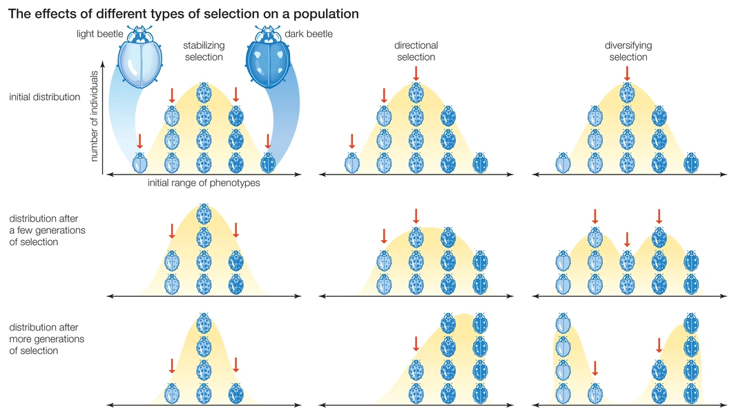 Study finds beneficial mutations more common but rarely fixed