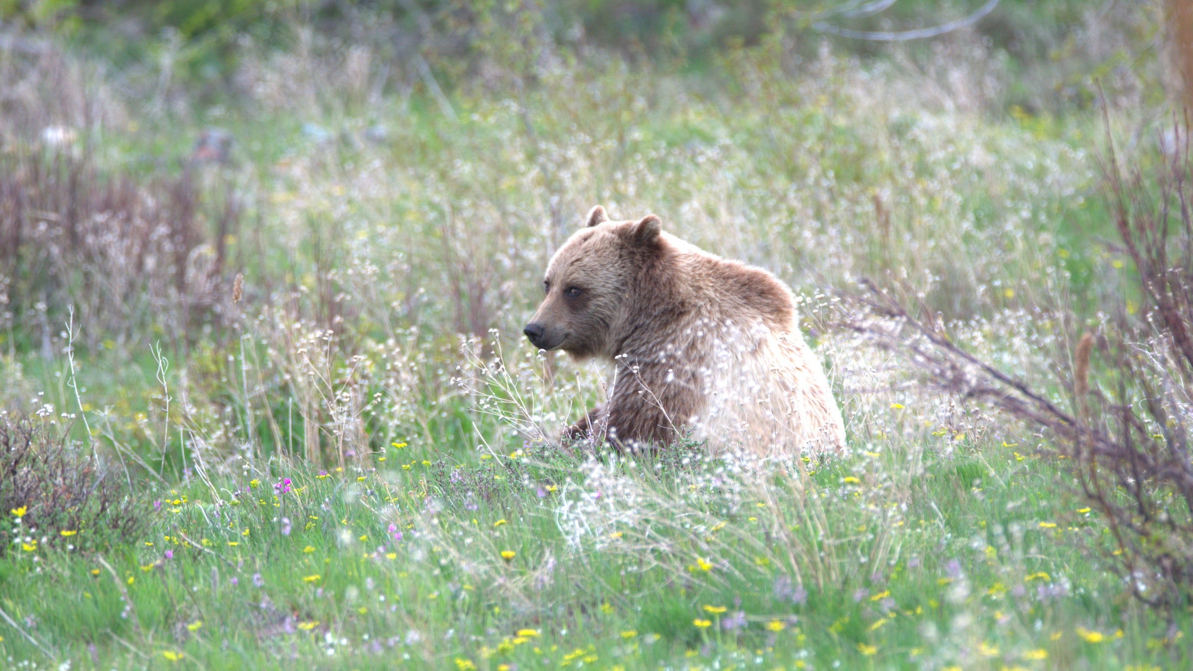Key section of Continental Divide Trail closes due to bear activity