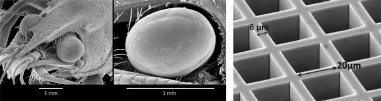A lobster-eye X-ray telescope could unveil some of the deepest secrets ...
