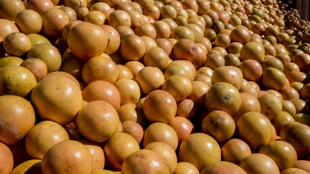 12 grapefruit varieties and their unique traits