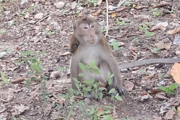 Horror as boy, 7, killed by vicious pet monkey after suffering ...
