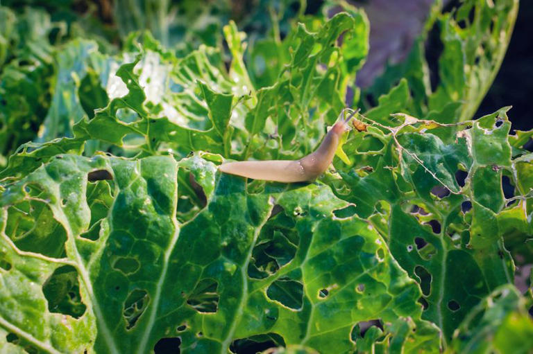 Keep slugs away from vegetables by adding one kitchen scrap to soil