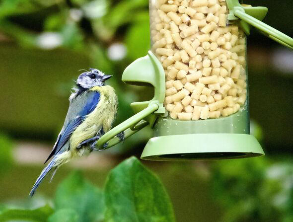 Feed birds without attracting rats by placing 1 spice in garden in June