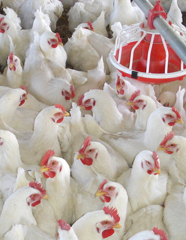 Global meat supply quadrupled over six decades, but uneven distribution ...