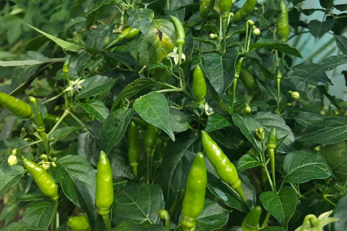 Grow green chillies in a pot at home with this simple trick