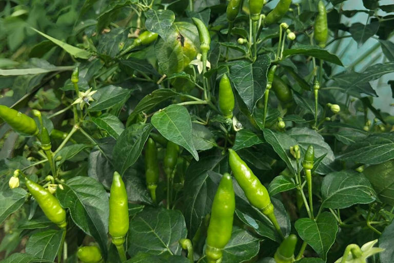 Grow green chillies in a pot at home with this simple trick