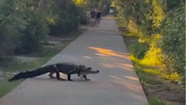 'Scary' alligator crosses walkway in front of onlookers