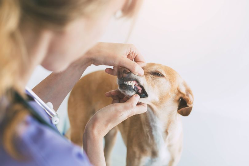 'I'm a vet and this is why your dog's breath smells bad'