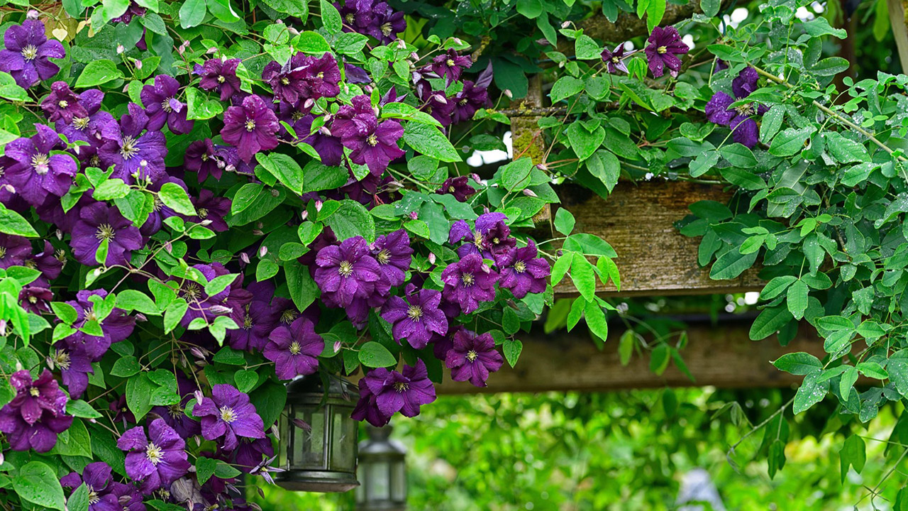 Clematis: The flowering vine for your June garden