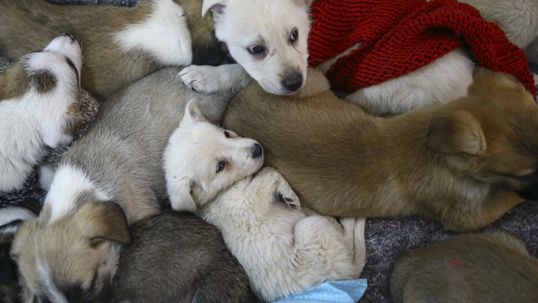 Why some stray puppies approach people and how to respond