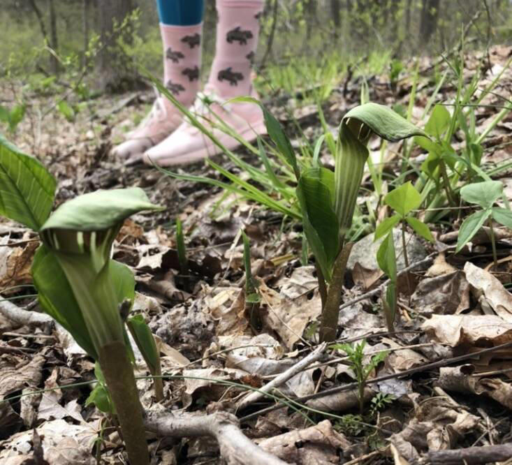 Ask the experts: How to protect yourself against ticks in the garden