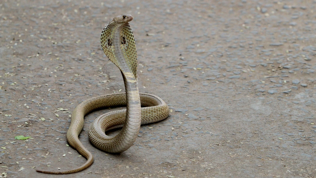 Know your snakes, stay safe outdoors