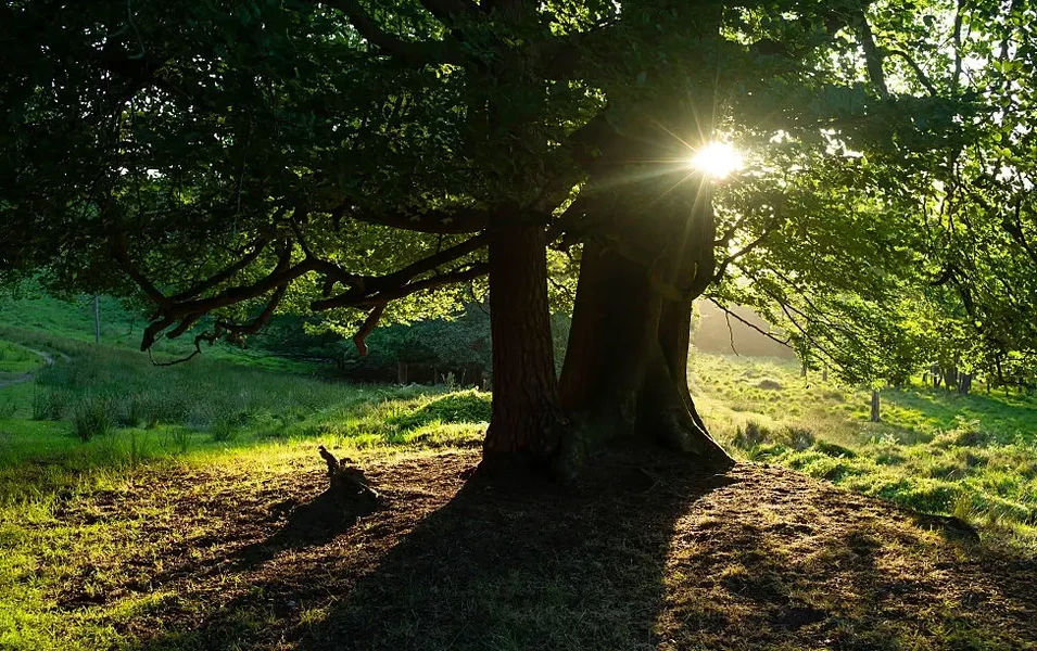 Ancient oaks and Earth's oldest life reveal hidden survival secrets