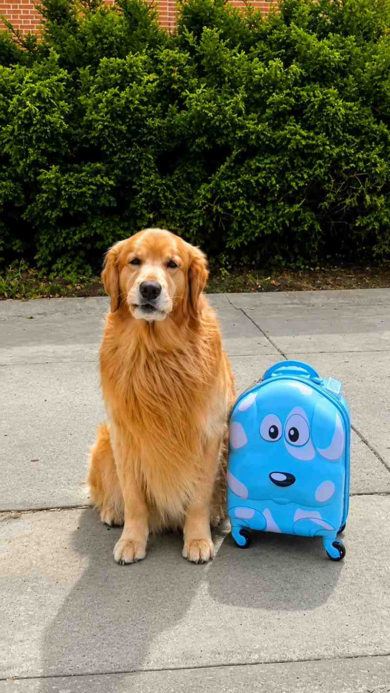 My dog is running away again