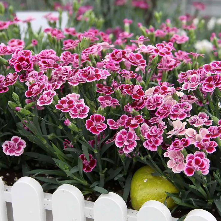 7 easy-to-grow flowering plants under £10 that will bloom all summer long