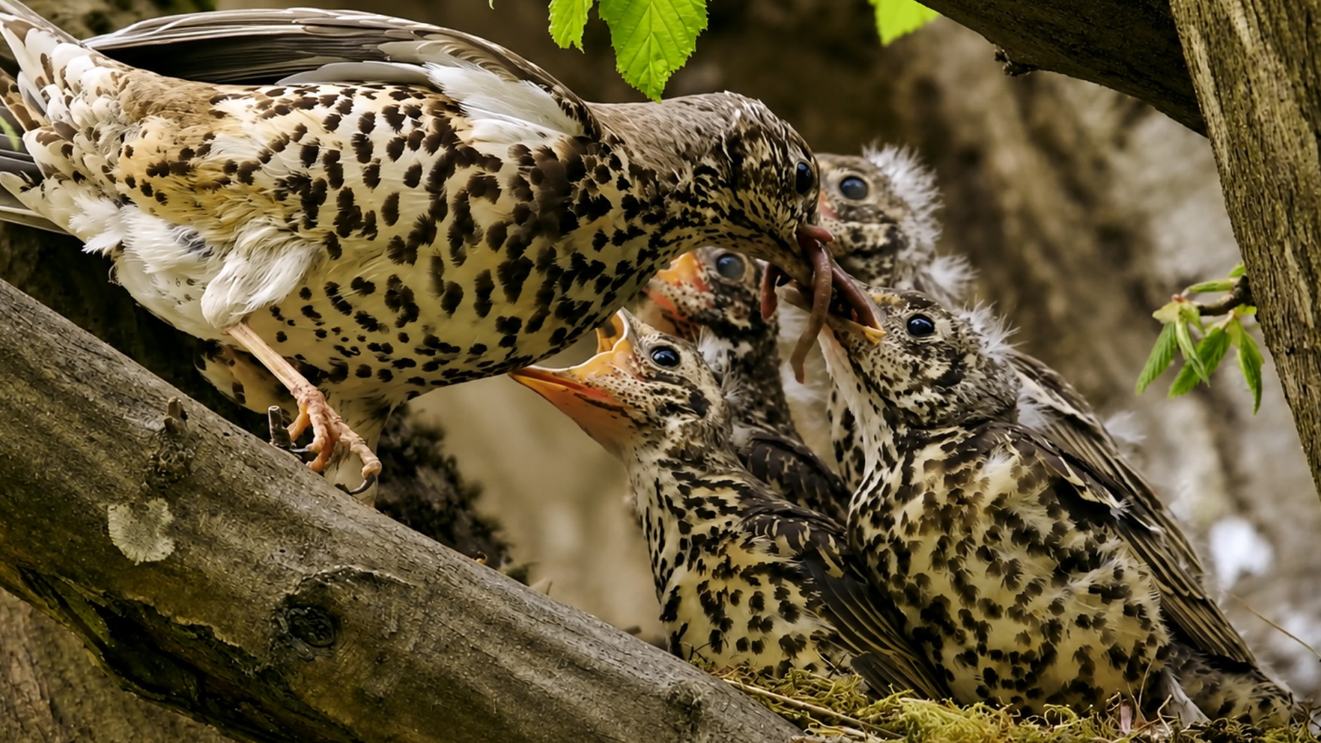 A trail camera recorded feeding activity inside a tree nest
