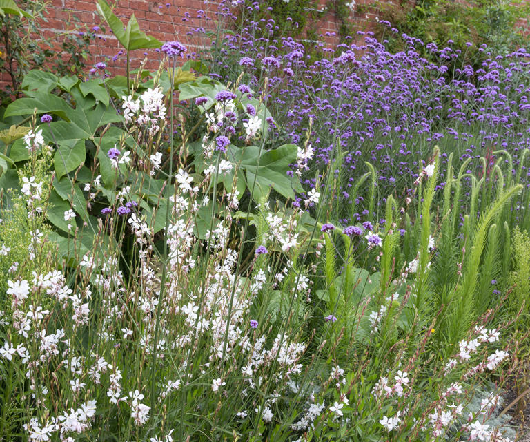 The June gap is real – 7 plants to stop gardens from looking sparse in ...