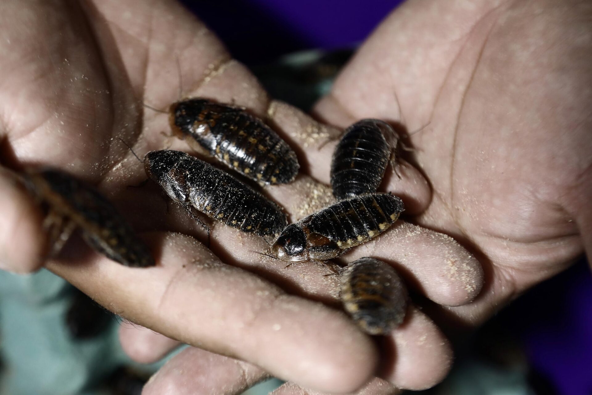 100,000 cockroaches seized with a value of $200,000