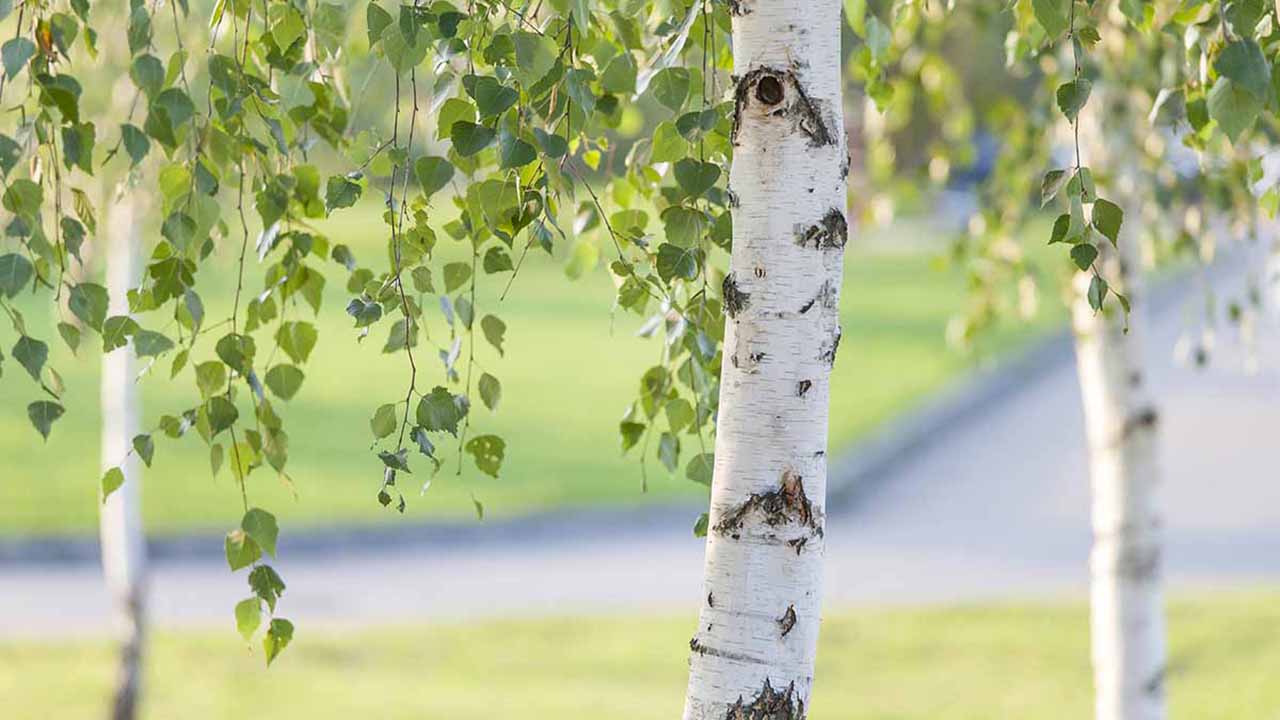 Birch trees bring year-round beauty to landscapes with papery bark and ...