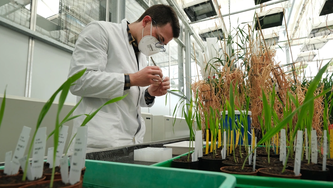 Scientists find plant protein that boosts DNA repair accuracy