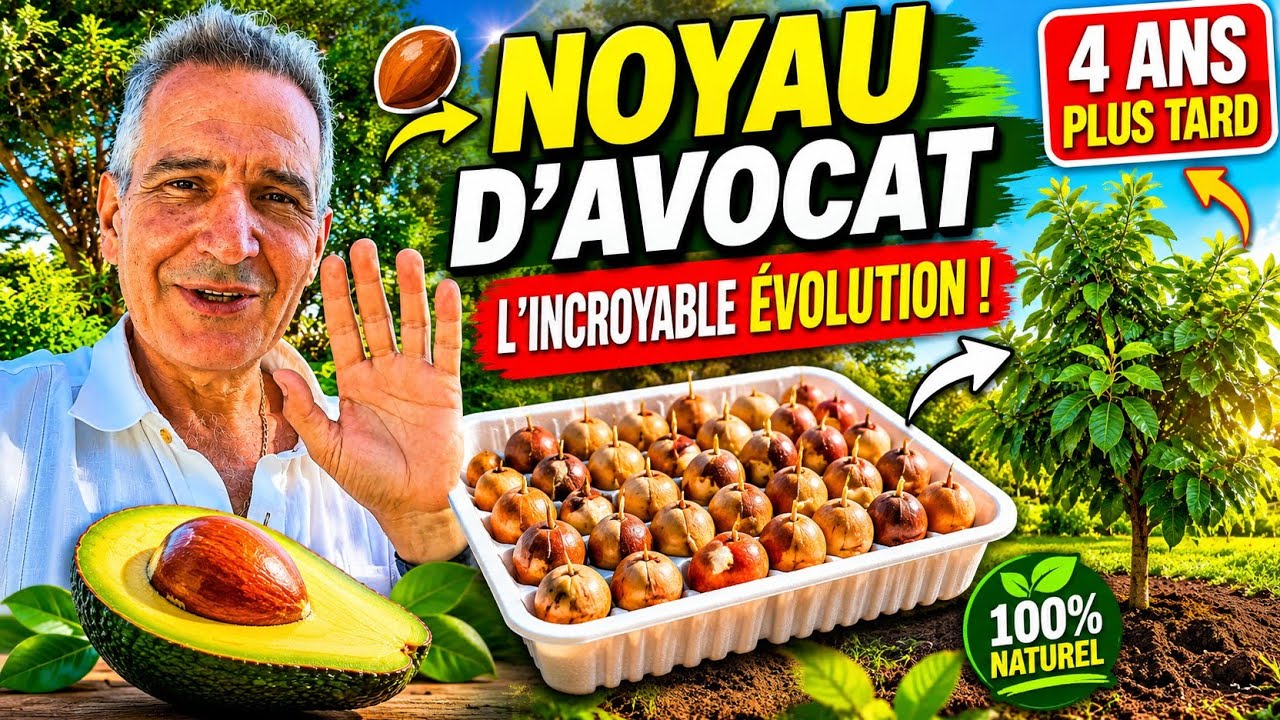 J’ai planté un noyau d’avocat et voici le résultat 4 ans plus tard