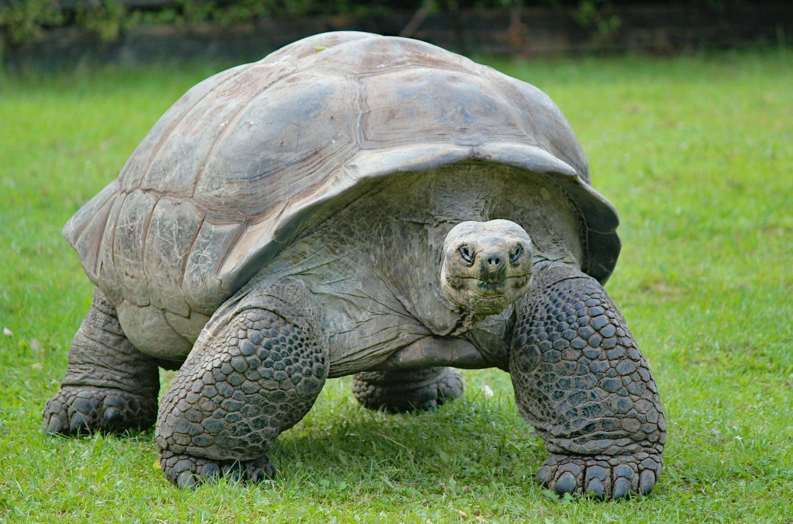 Animals once believed extinct that shockingly reappeared