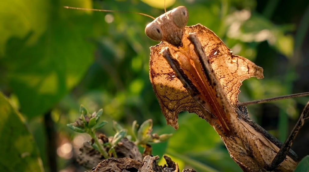 Watch what happens when nature's greatest imposters get caught