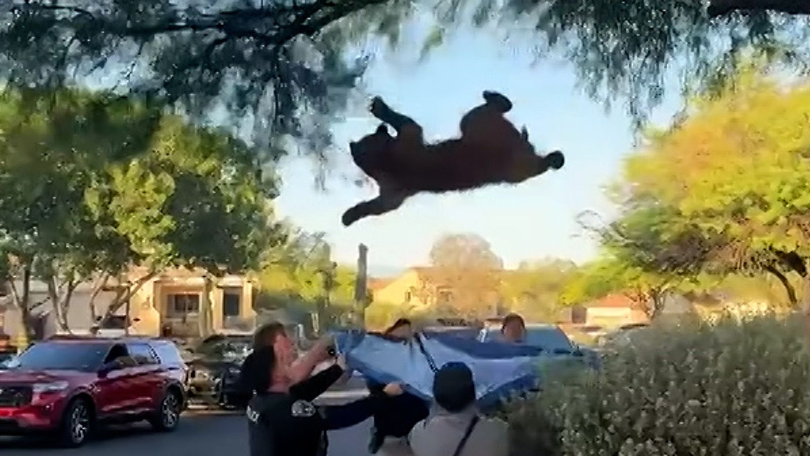Man falls on bear as it's rescued from tree