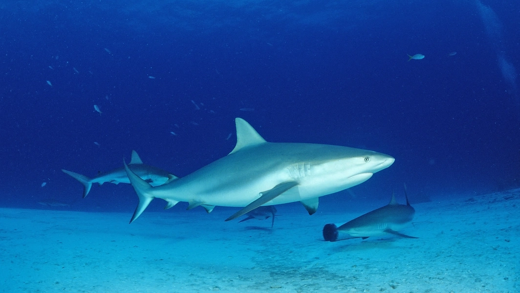 FIU study finds fishing bans alone won't save reef sharks