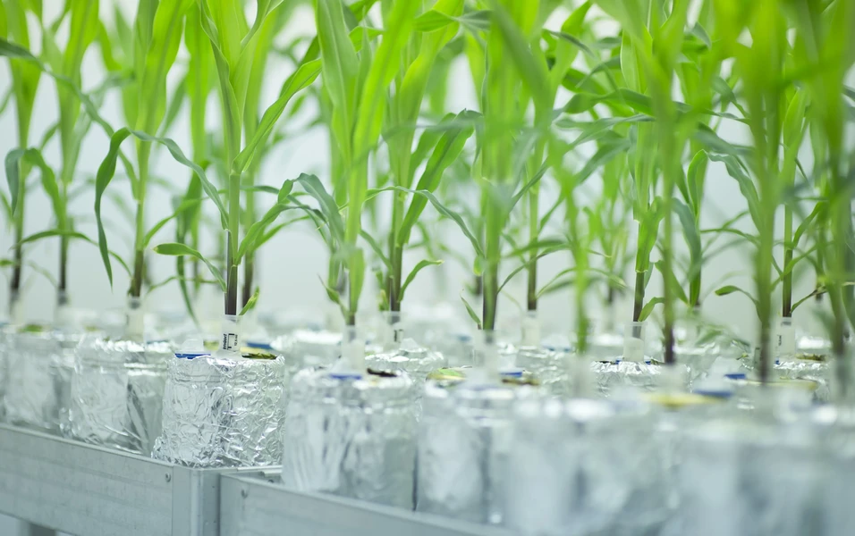 Scientists find plant protein that boosts DNA repair accuracy