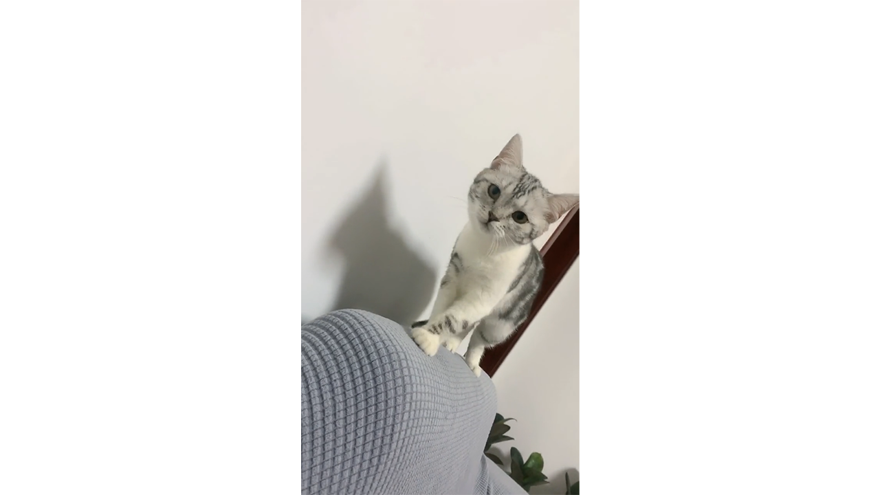 Adorable silver shaded cat peeking over couch with big eyes
