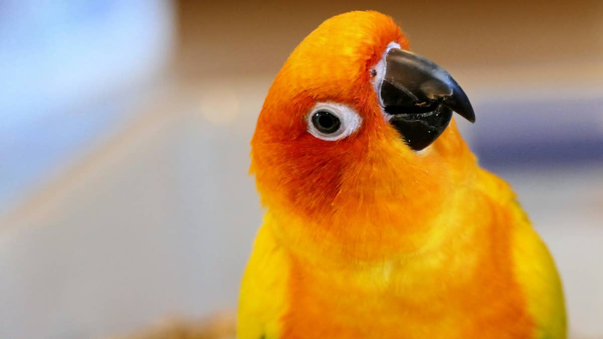Absolutely Adorbale Parrot Falls Asleep in Mom’s Arms, and People Can't ...