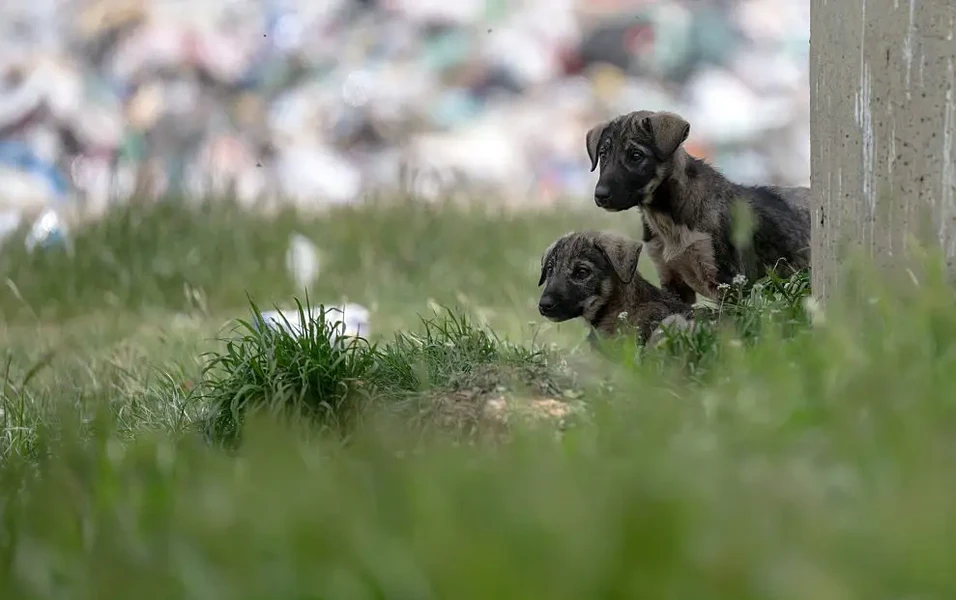 Why some stray puppies approach people and how to respond