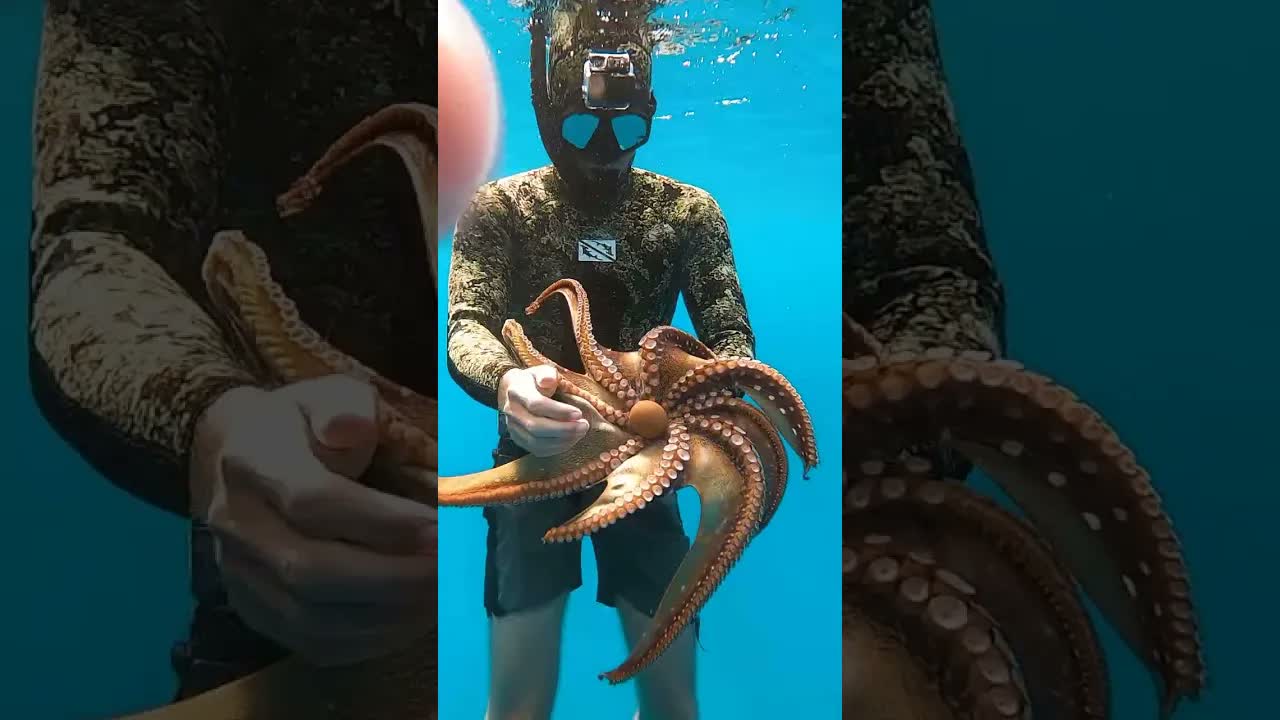 What happens when an octopus finds an egg 10 feet underwater?