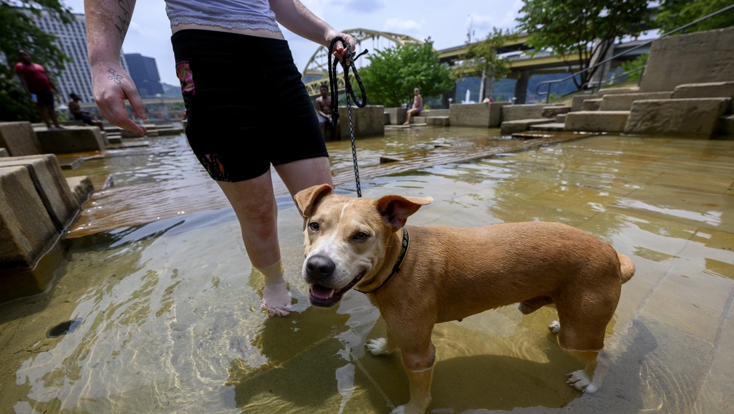 Vets warn certain dog breeds face faster overheating risk